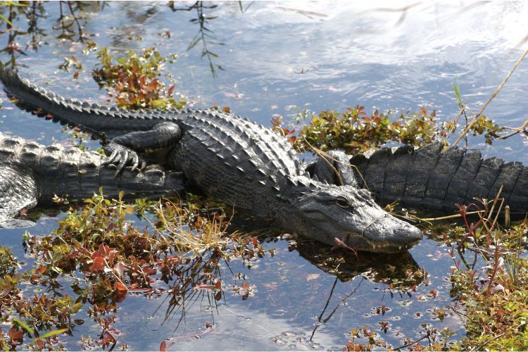 VISITAR el Parque Nacional de los Everglades | Megaguía